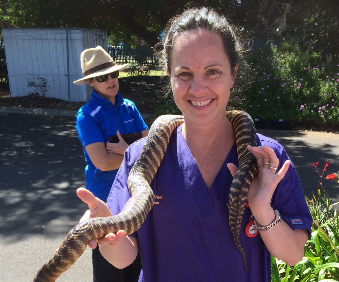 Snake Avoidance Training | GEOvet