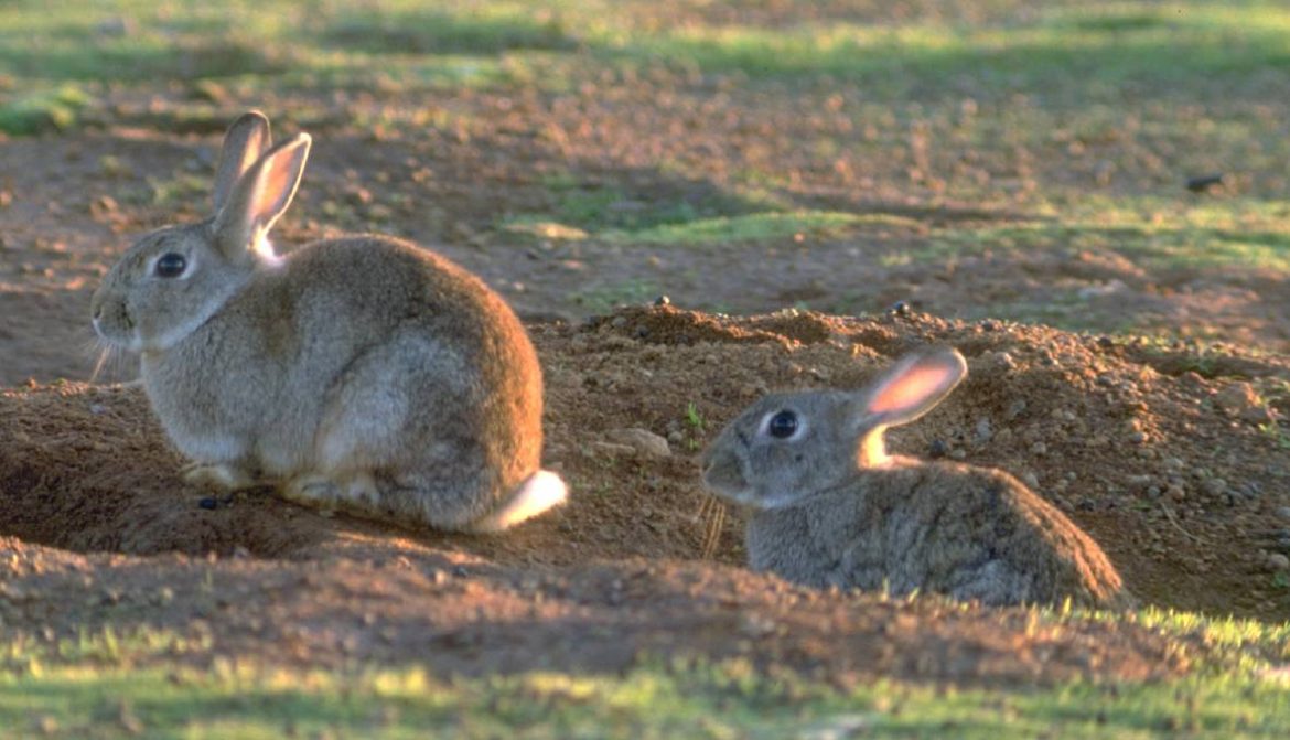 New Rabbit Virus Release | GEOvet